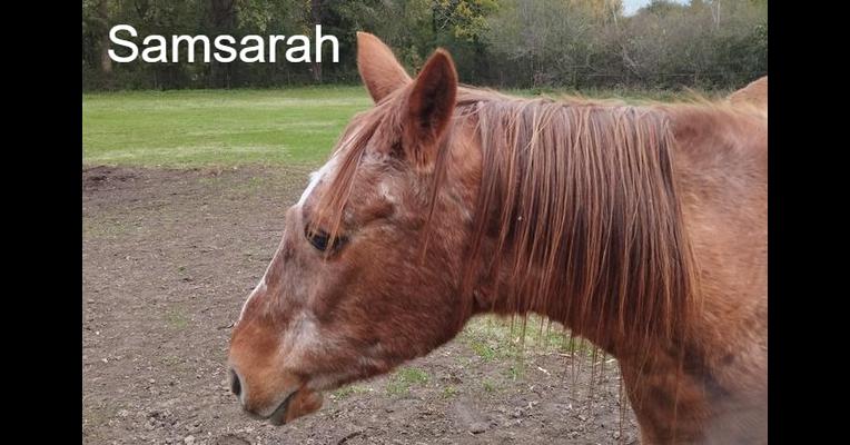 Samsarah - Hearthland Royal Horse - Animal Webaction