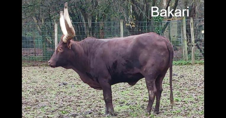 Bakari - HELP - Animal Webaction