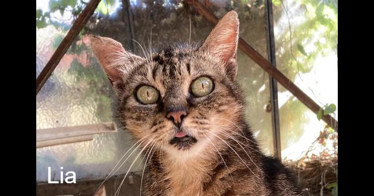 Lia - STREET CATS - Animal Webaction