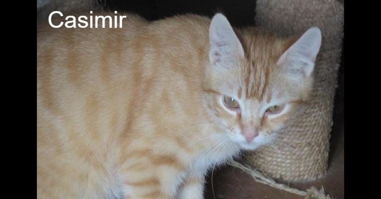 Casimir - Jardin des Chats - Animal Webaction