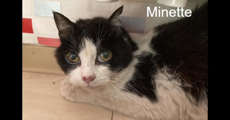 Minette - STREET CATS - Animal Webaction