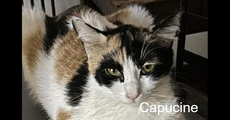 Capucine - APATE - Animal Webaction