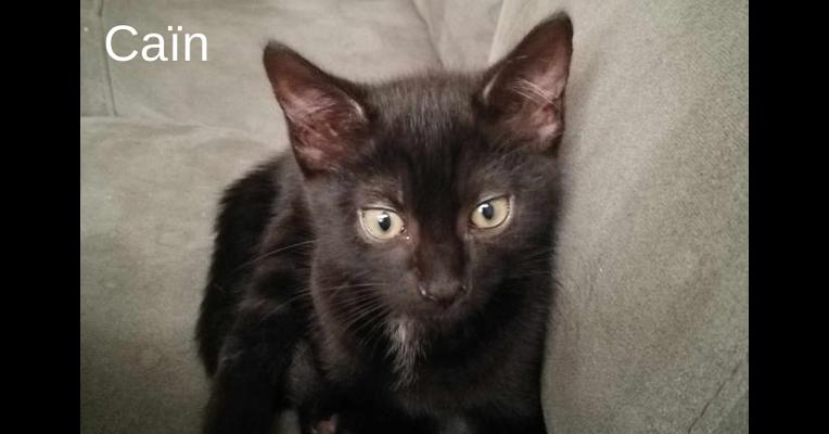 Cain - A Pas De Chats - Animal Webaction