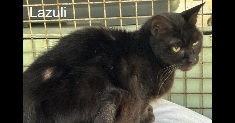 Lazuli - APATE - Animal Webaction