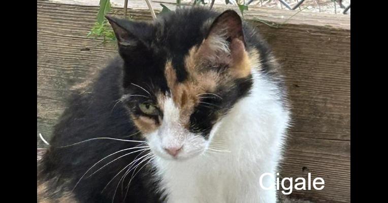 Cigale - APATE - Animal Webaction