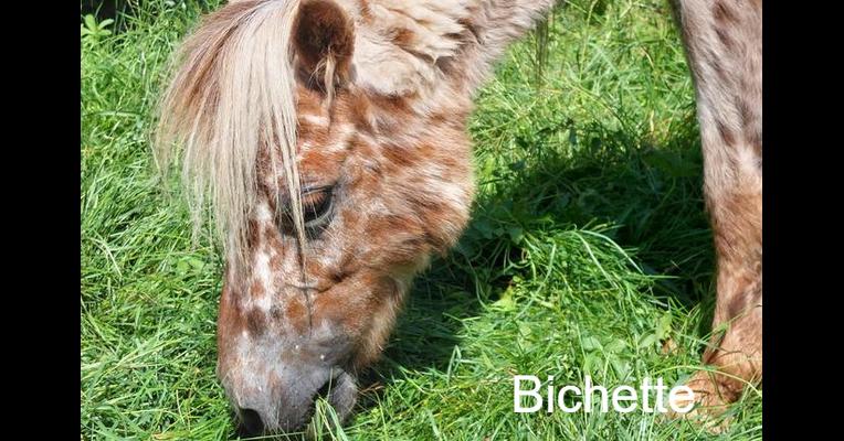 Bichette - Les Chevaux d'Elo - Animal Webaction