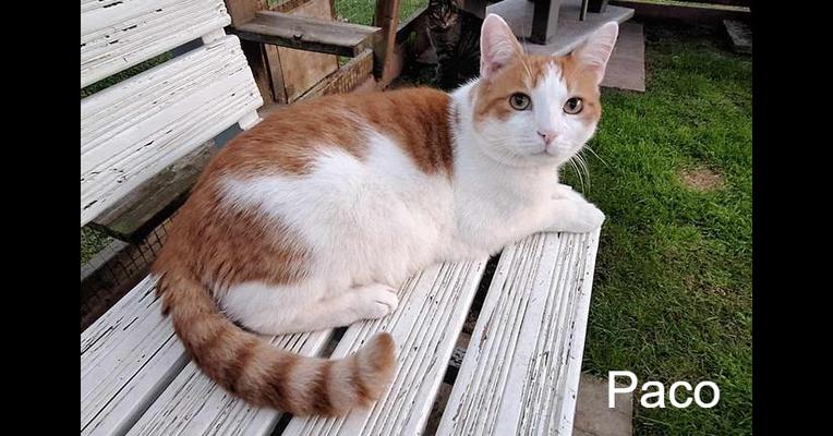 Paco - Association AmiCat - Animal Webaction