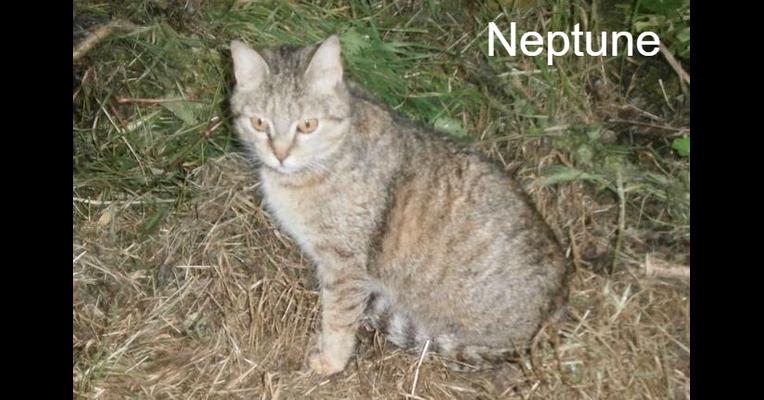 Neptune (cathouse included) - Adoption Féline Estuaire - Animal Webaction
