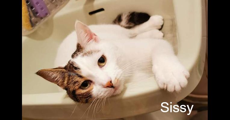 Sissy - L'Arche de Tika - Animal Webaction