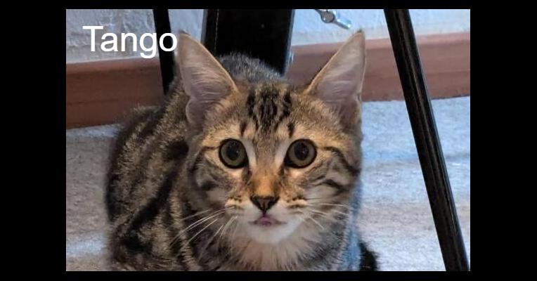 Tango - L'Arche de Tika - Animal Webaction