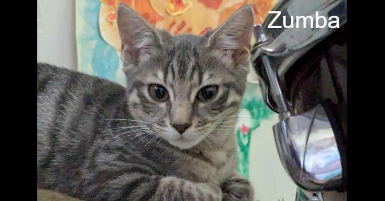 Zumba - L'Arche de Tika - Animal Webaction