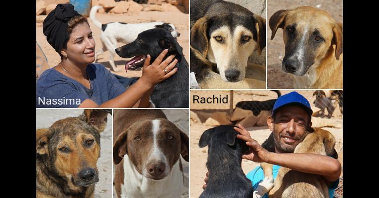 SOS 160 chiens Maroc - 4 Pattes Mogador - Animal Webaction