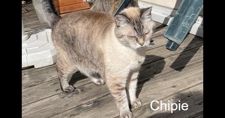 Chipie - L'Arche de Tika - Animal Webaction