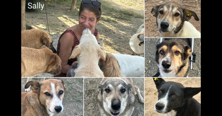 SOS chiens du Maroc - Sanctuaire de la Faune de Tanger (SFT) - Animal ...