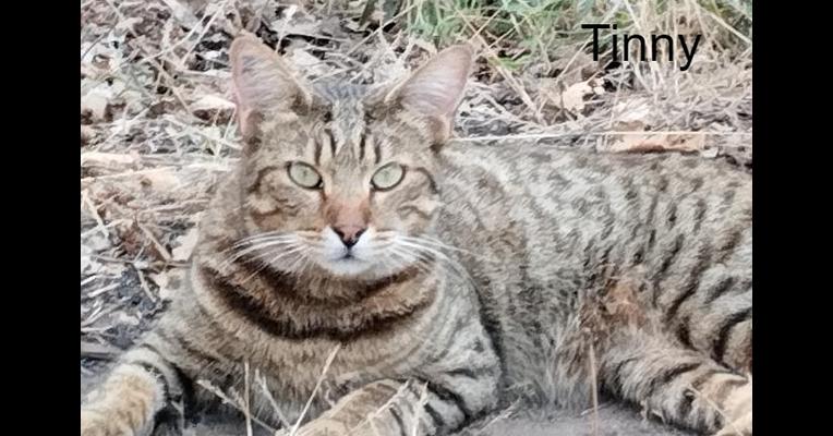 Tinny - Cat Miaou - Animal Webaction