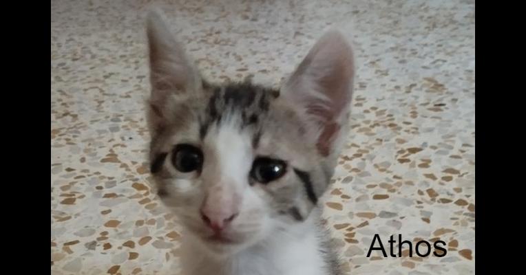 Athos - Cat Miaou - Animal Webaction