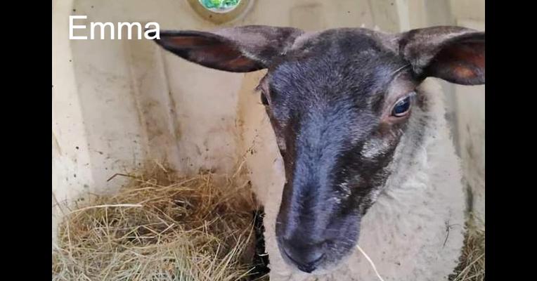 Emma - HELP - Animal Webaction