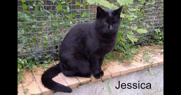 Jessica - Les Amis de Michouette - Animal Webaction