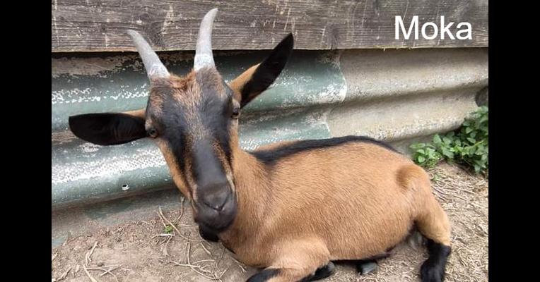 Moka - HELP - Animal Webaction