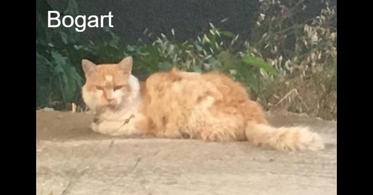 Bogart - Félin Pour L’Hôte - Animal Webaction