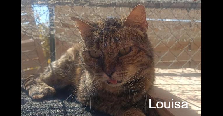 Louisa - Protect Cat - Animal Webaction