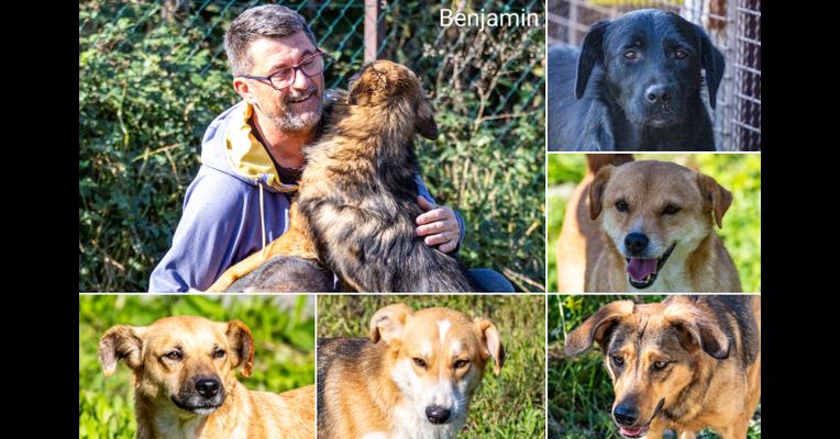 SOS 100 chiens Bosnie - Nova Nada - Animal Webaction