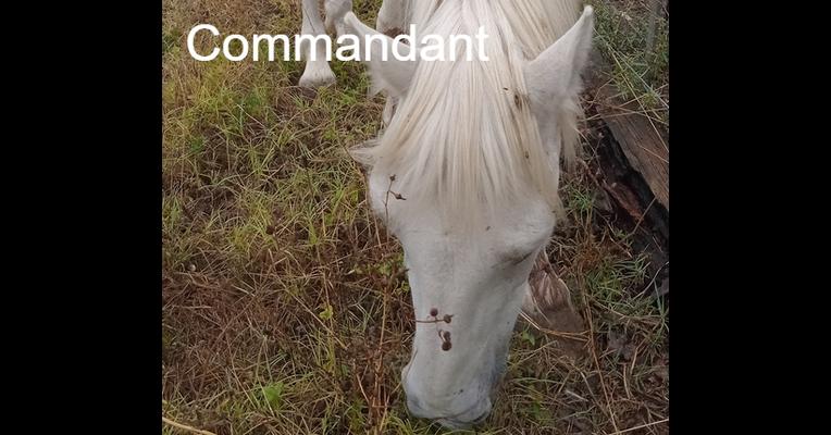 Commandant - Equi-Libre : Droit à la Retraite Equine - Animal Webaction