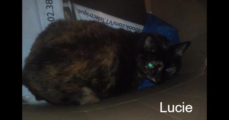 Lucie - APAHC - Animal Webaction