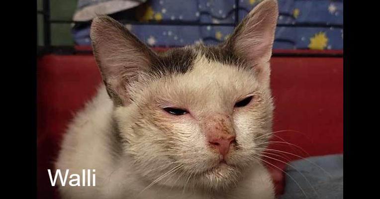 Walli - Les Chats de la Rue - Animal Webaction