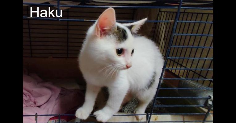 Haku - Les Chats de la Rue - Animal Webaction