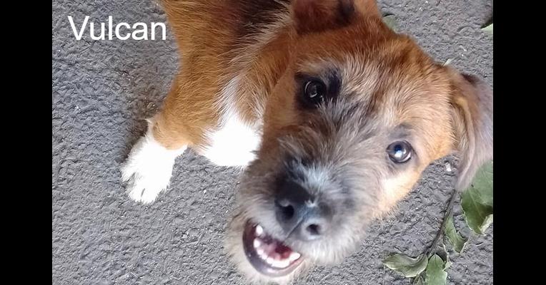 Vulcan - Chat Ami pour la Vie - Animal Webaction