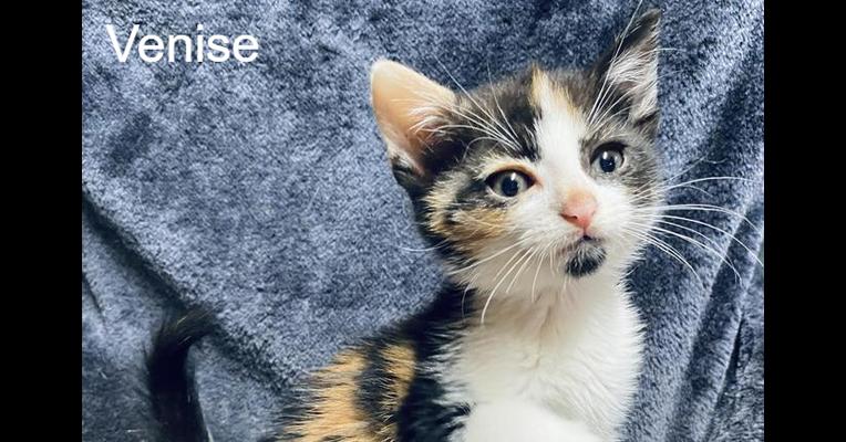 Venise - L'Arche de Ploum - Animal Webaction