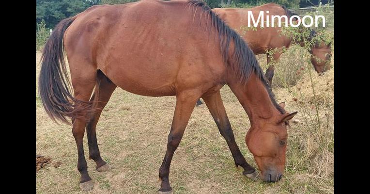 Mimoon - Les Chevaux d'Elo - Animal Webaction