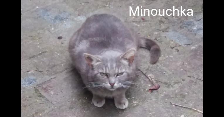 Minoushka - Main à la Pattoune - Animal Webaction