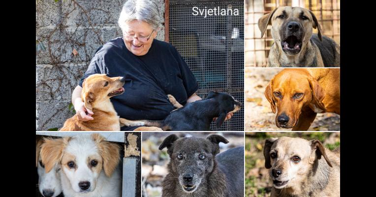 Emergency 134 dogs Bosnia - Azil za pse"Poslednja oaza" - Animal Webaction