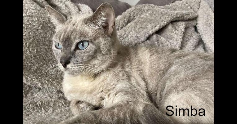 Simba - Felis Canis Association - Animal Webaction