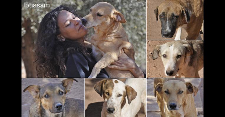 SOS dogs of Morocco - Help Adopt Moroccan Animals - Animal Webaction