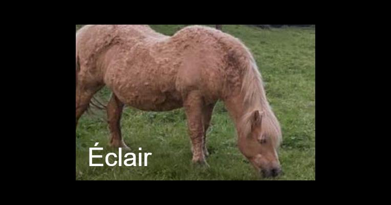 Eclair - Espoir au Galop - Animal Webaction
