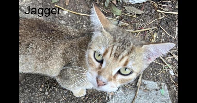 Jagger - Univers Libre - Animal Webaction