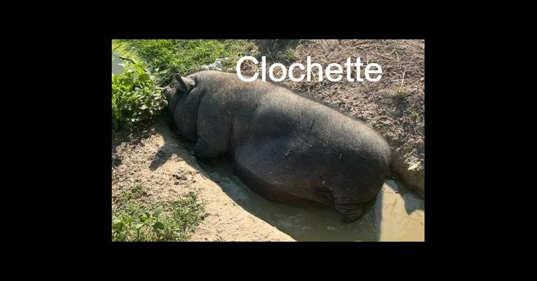 Clochette - Refuge du Poil à la Plume - Animal Webaction