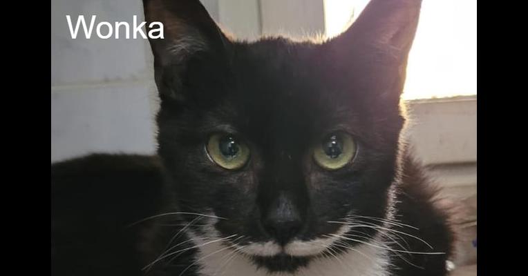 Wonka - Le Gang des Matous - Animal Webaction