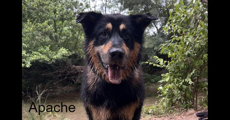 Apache - Univers Libre - Animal Webaction