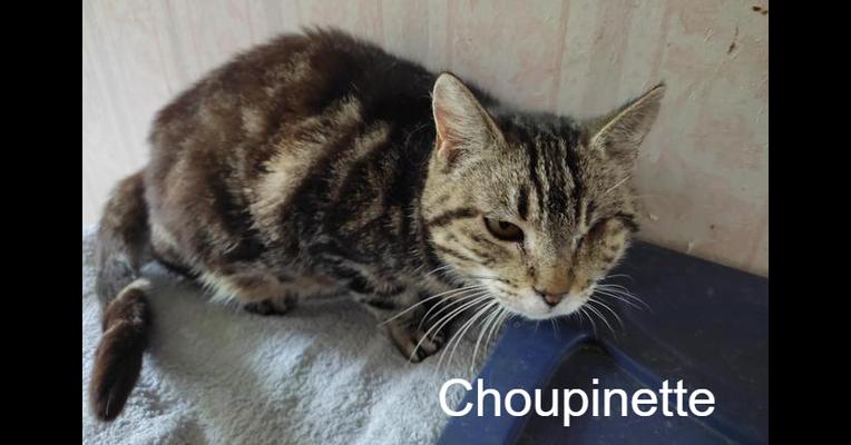 Choupinette - Les Chats de la Rue - Animal Webaction