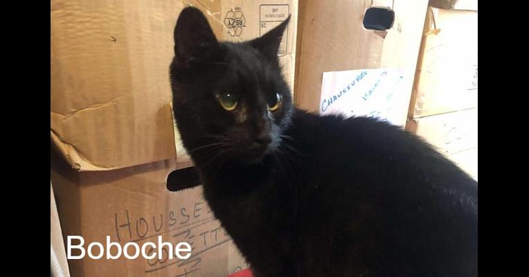 Boboche - Des Cœurs pour les Pattes du 93 - Animal Webaction