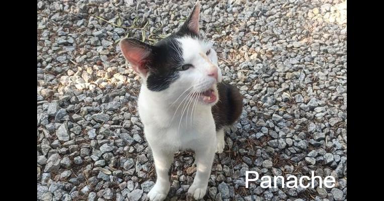 Panache - Sanctuaire Paradis d'Animaux - Animal Webaction