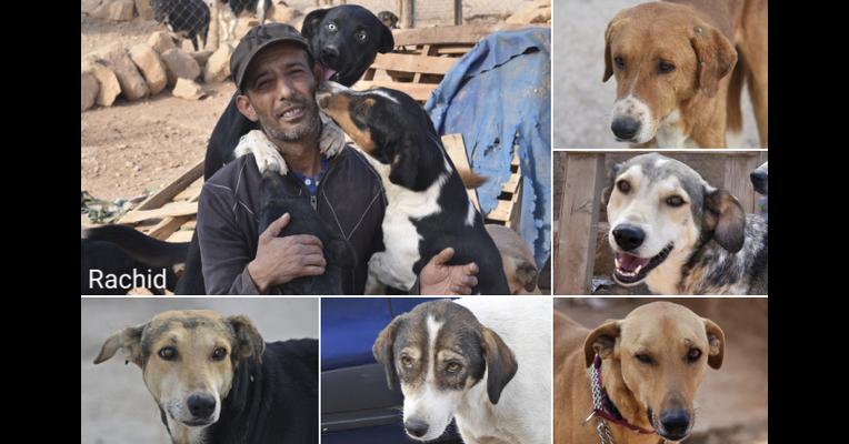 SOS 162 chiens Maroc - 4 Pattes Mogador - Animal Webaction