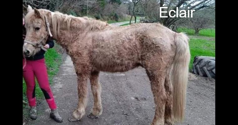 Éclair - SOS Animaux, un Toit pour la Vie - Animal Webaction