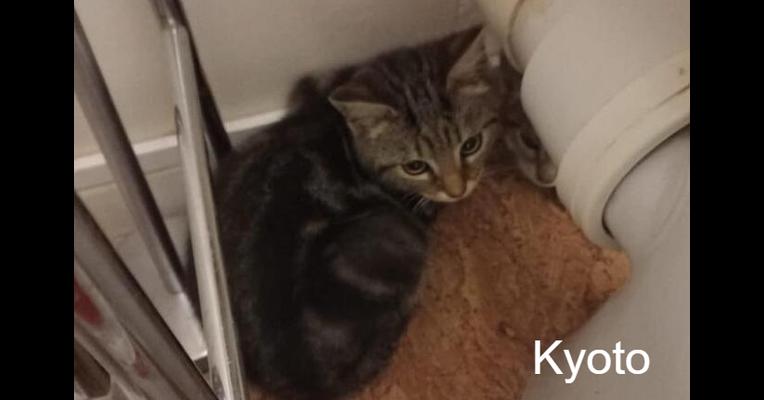 Kyoto - Socialisation Féline - Animal Webaction