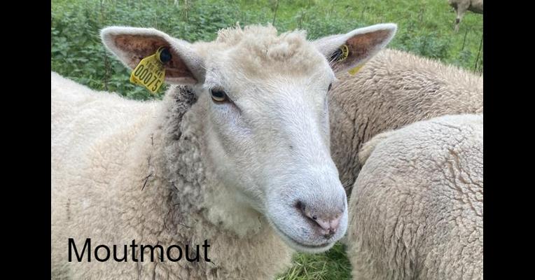 Moutmout - Espoir au Galop - Animal Webaction