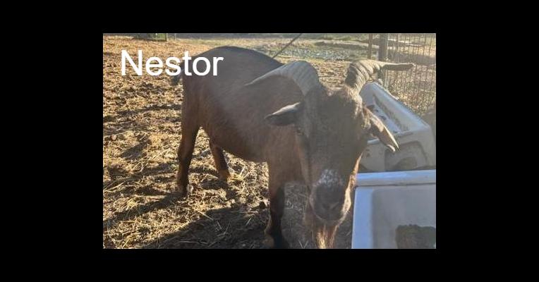 Nestor - Refuge du Poil à la Plume - Animal Webaction